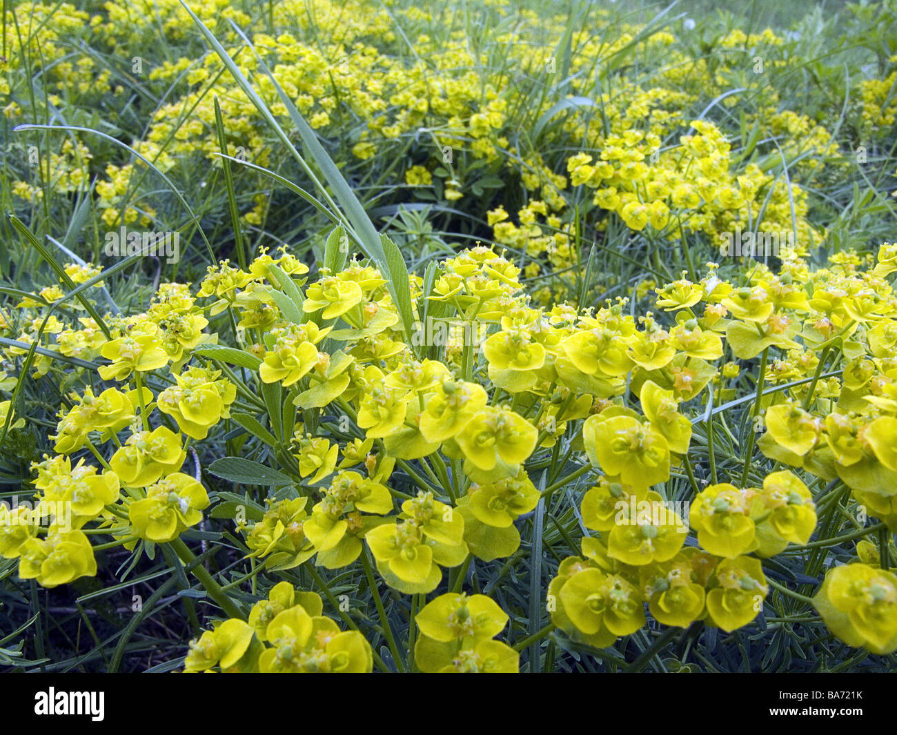 Plant wolf-milk-plant Euphorbia spec. Blooms yellow nature plants Stock ...