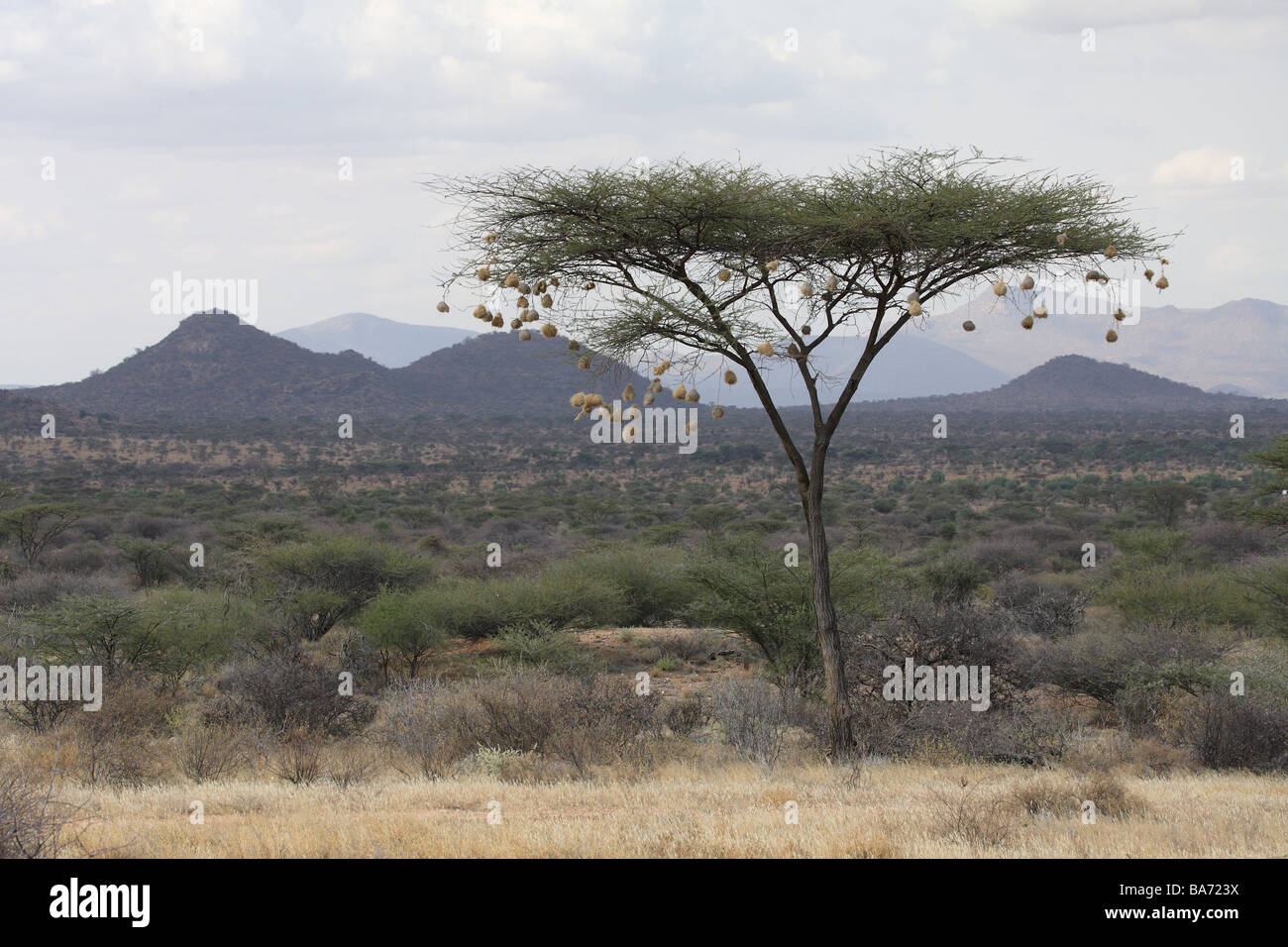 Kenya Samburu landscape umbrella-acacia Acadia spec. Africa savanna ...