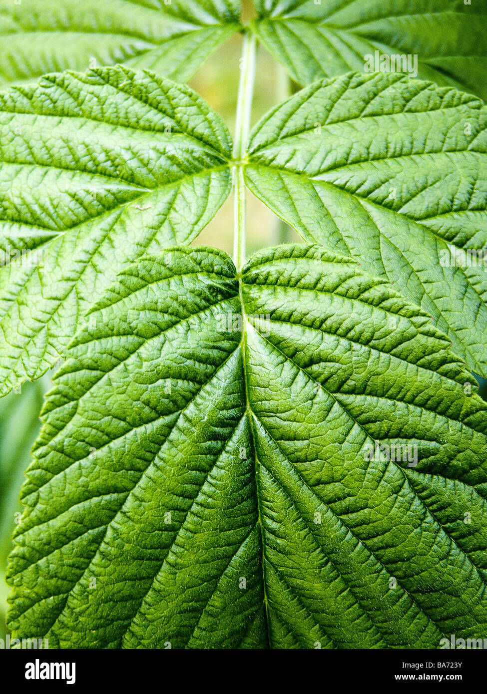 Leaves green leaf-ribs structure close-up nature plant botany ...