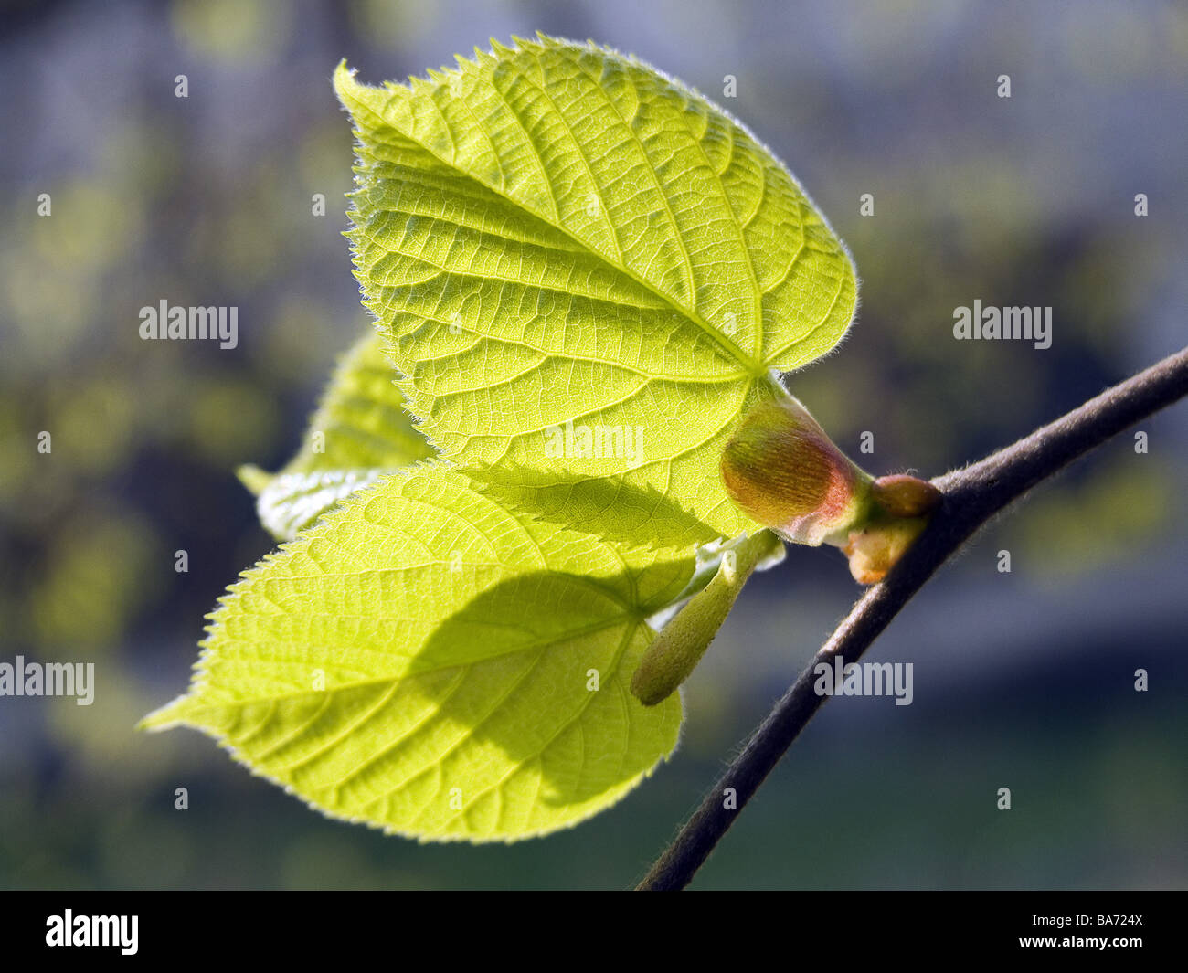 Tree linden detail branch leaves light development spring nature plants ...