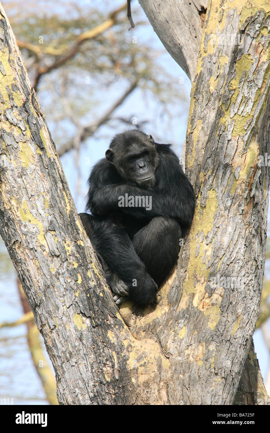 Chimpanzee pan troglodytes tree branch-fork sits series Africa Kenya ...