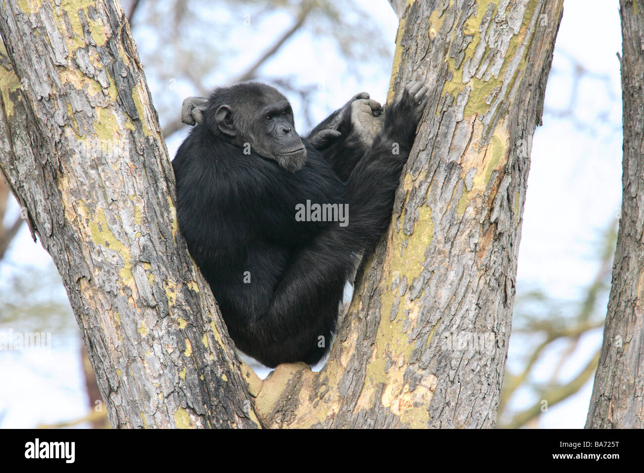 Chimpanzee pan troglodytes tree branch-fork sits series Africa Kenya ...