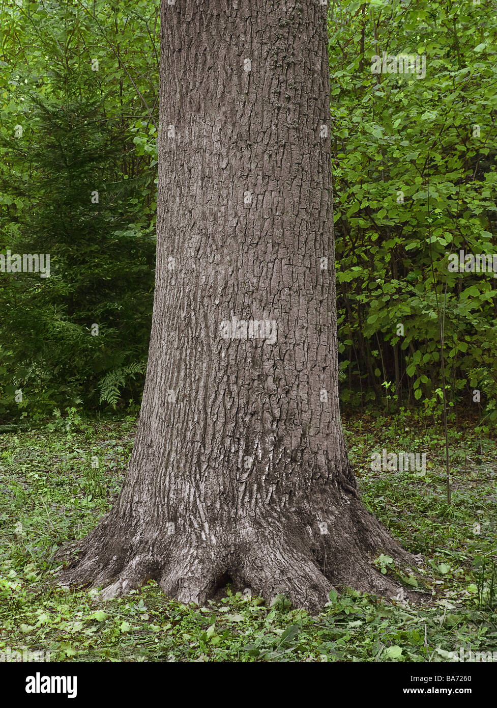 Forest log trees shrubs detail tree trunk Borke leaves green nature ...