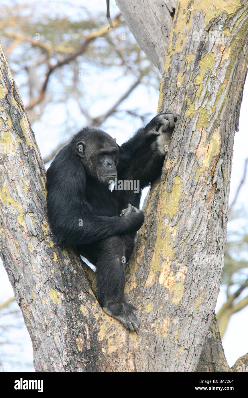 Chimpanzee pan troglodytes tree branch-fork sits series Africa Kenya ...