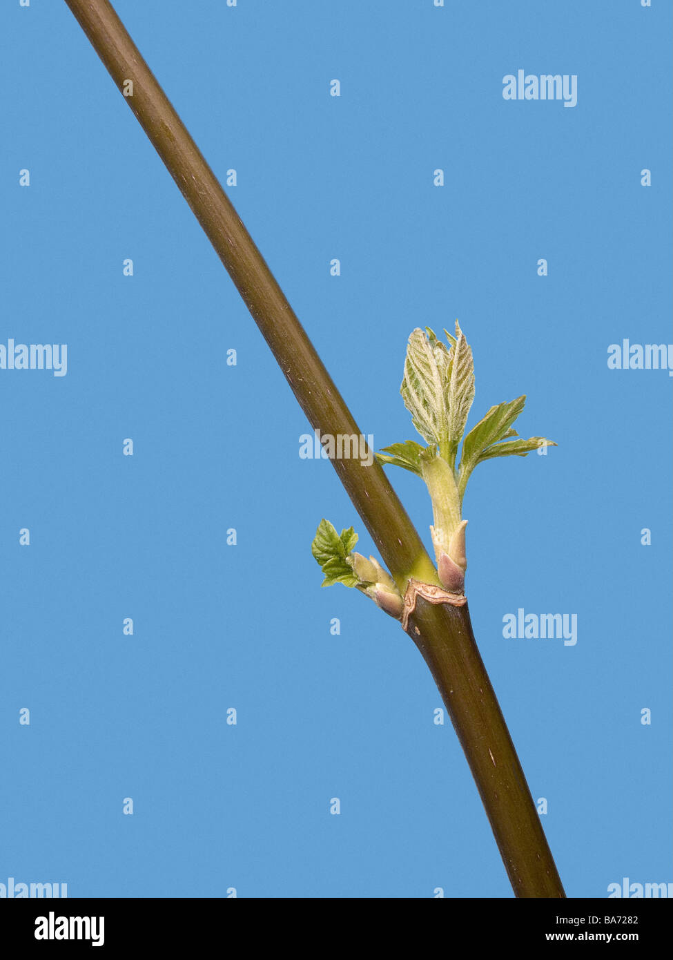 Tree detail branch instinct leaves development spring nature plants ...