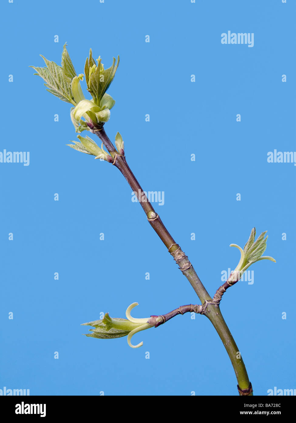 Tree detail branch instinct leaves development spring nature plants ...