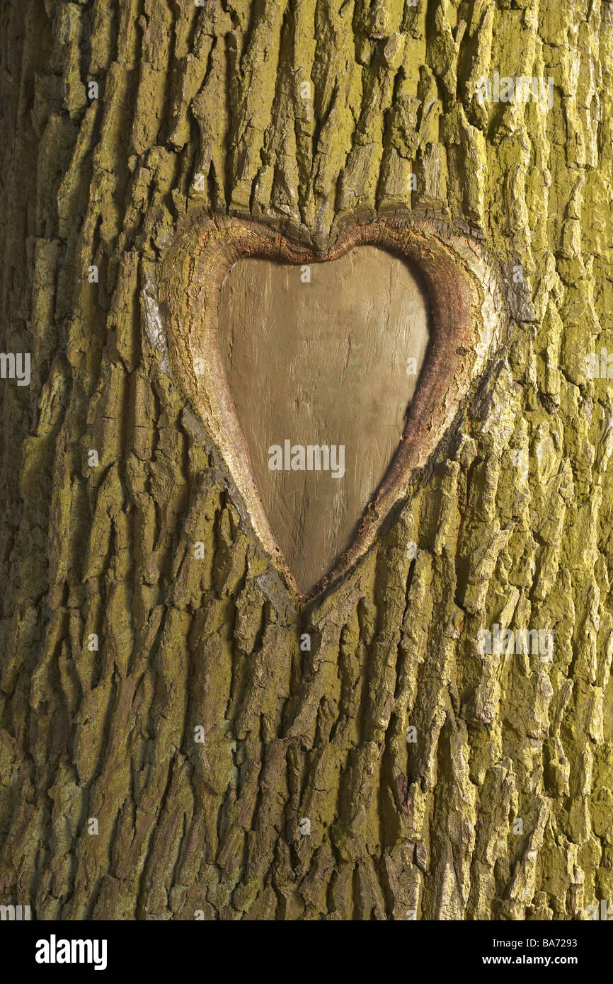 Tree Trunk With Heart On It