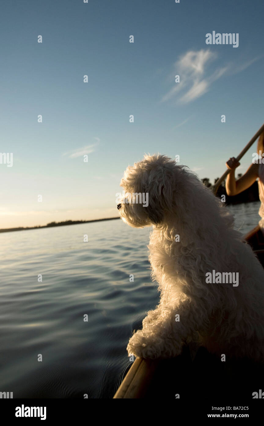 Lake Of The Woods, Ontario, Canada; White dog standing in row boat on ...