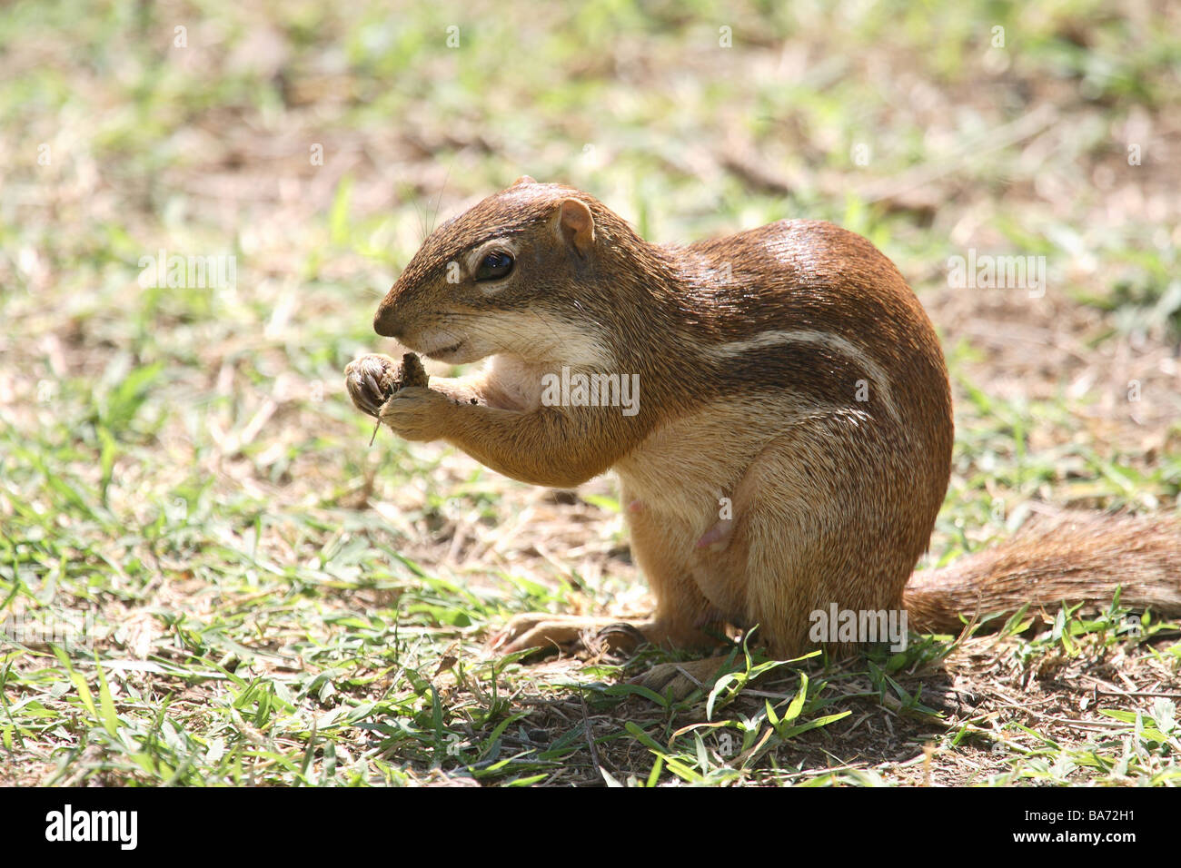 Red bristle-croissant Xerus rutilus eats at the side Africa Kenya ...