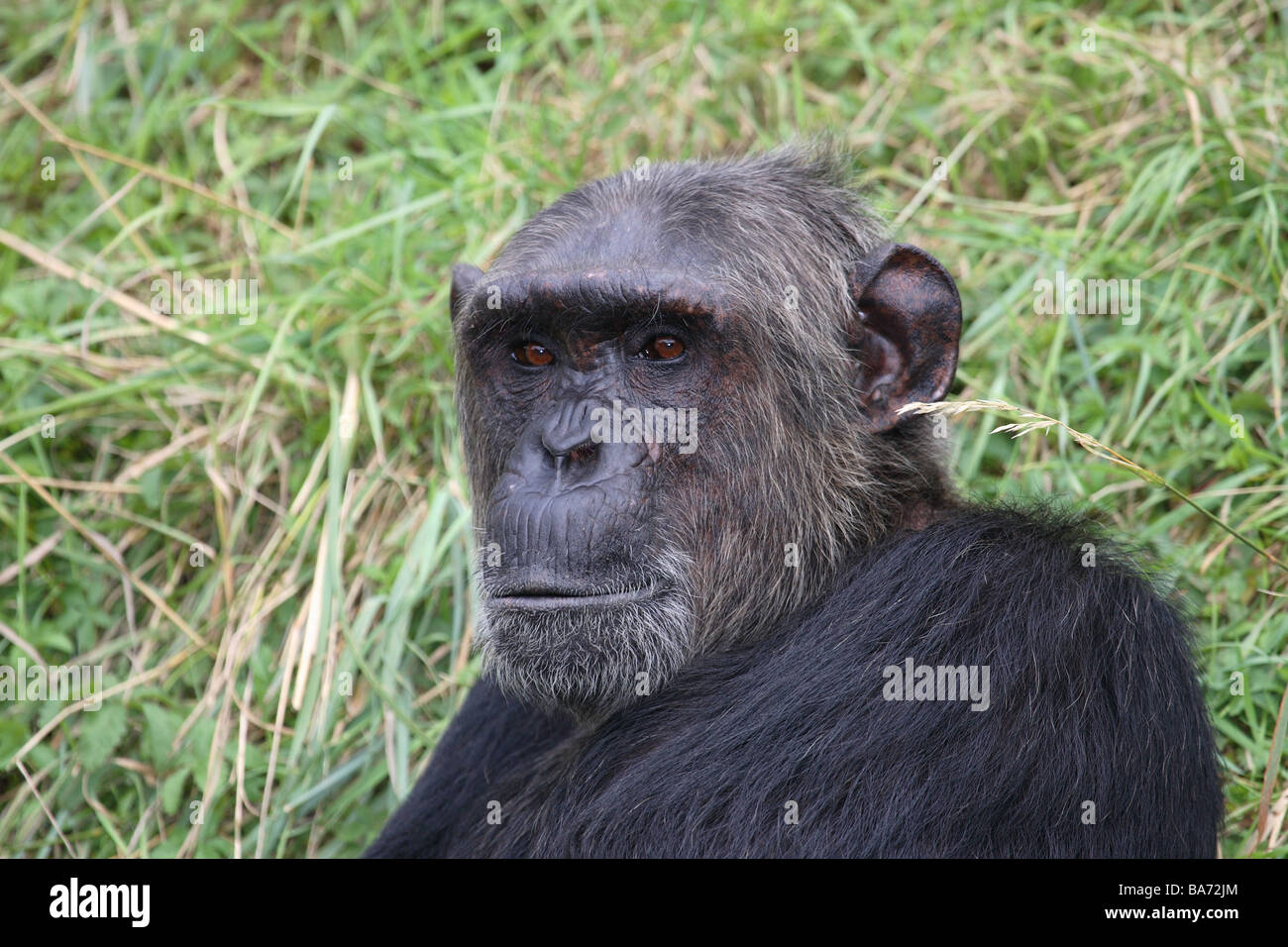 Chimpanzee pan troglodytes portrait series Africa Kenya wildlife ...