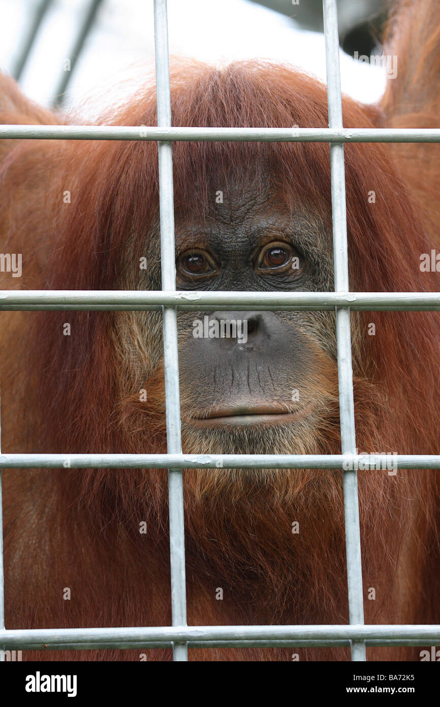 Orangutan Pongo Pygmaeus gaze cage portrait animal game-animal mammal ...