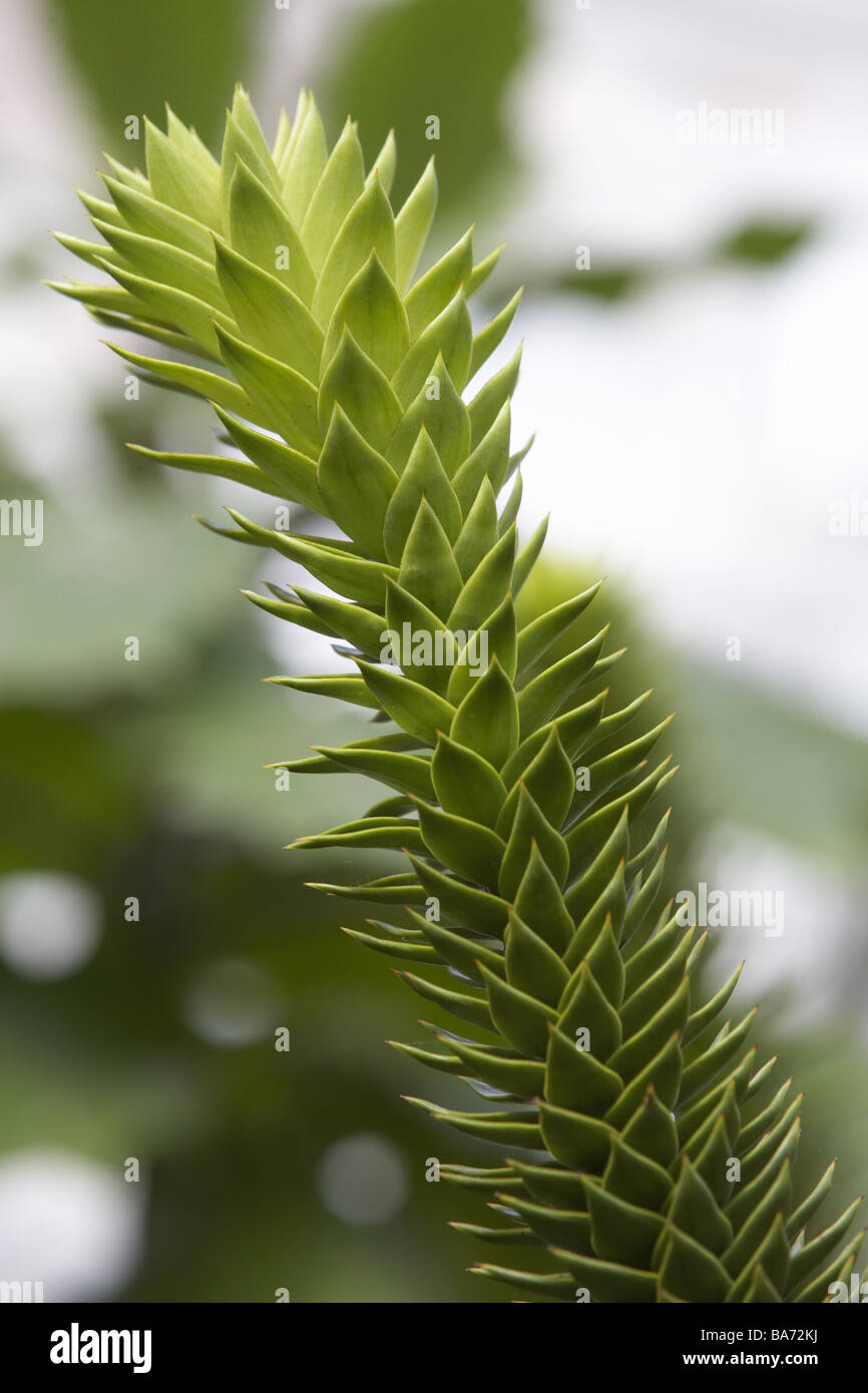 Plant leaves green detail nature vegetation botany background fuzziness ...