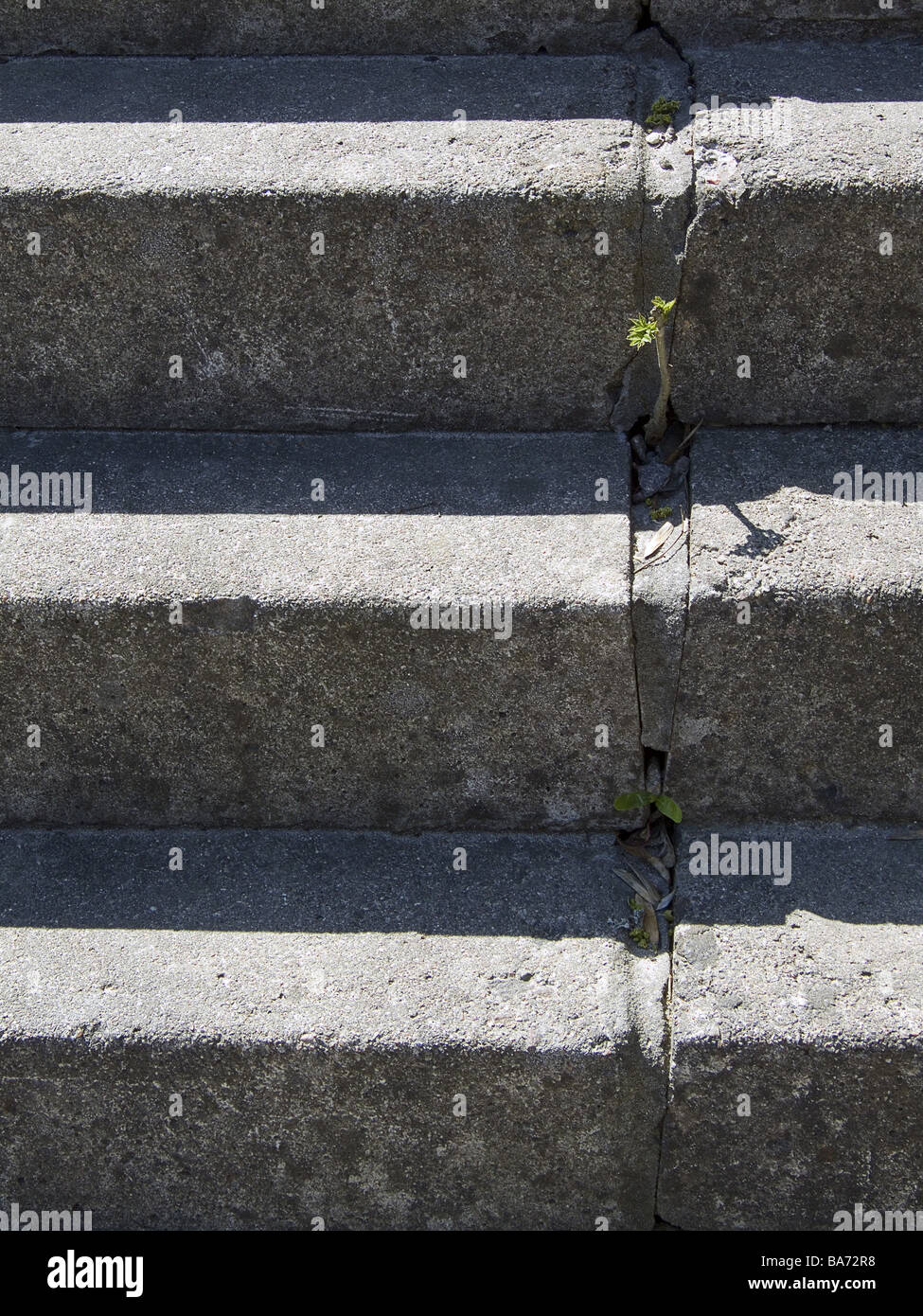 Stone-stairway steps joints plant-instinct stairway treads outside ...