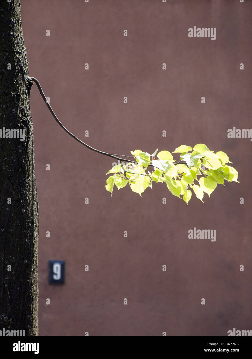Tree linden detail log instinct branch leaves light development spring ...