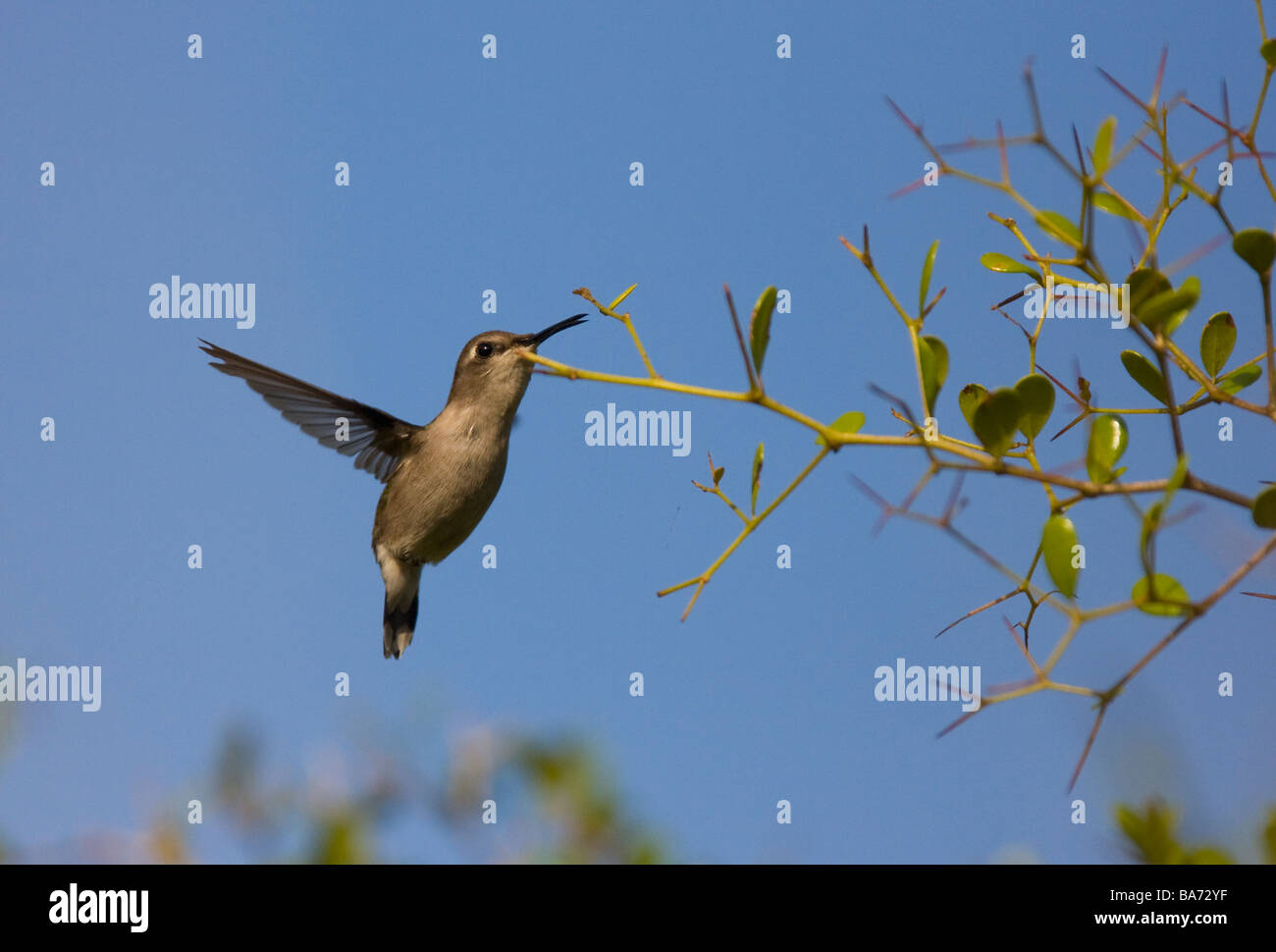 Cuban bee hummingbird hi-res stock photography and images - Alamy