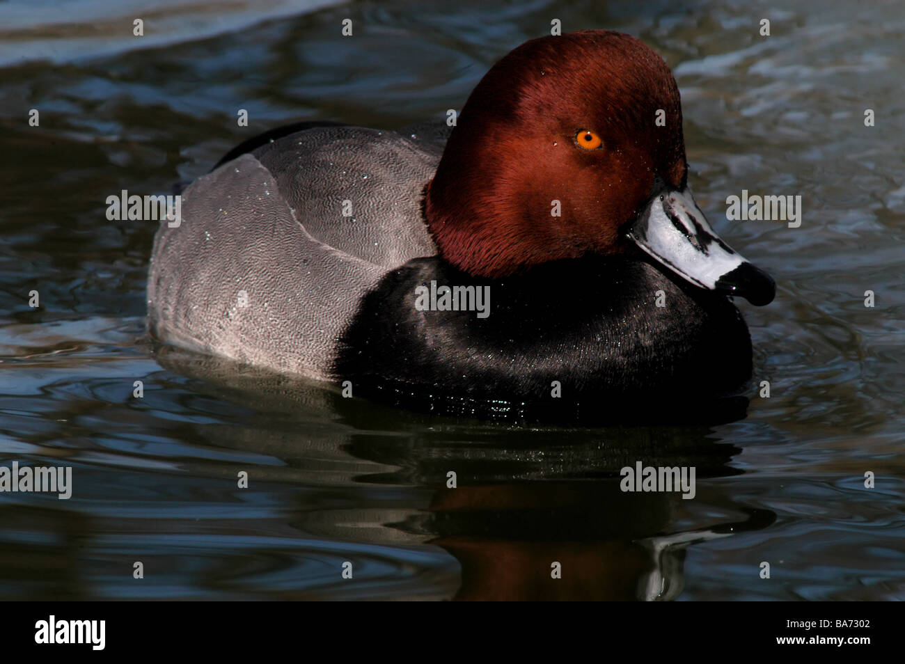 male redhead duck pond Stock Photo - Alamy