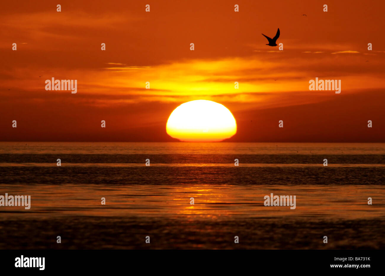 Florida sunset atlantic ocean gull Stock Photo - Alamy