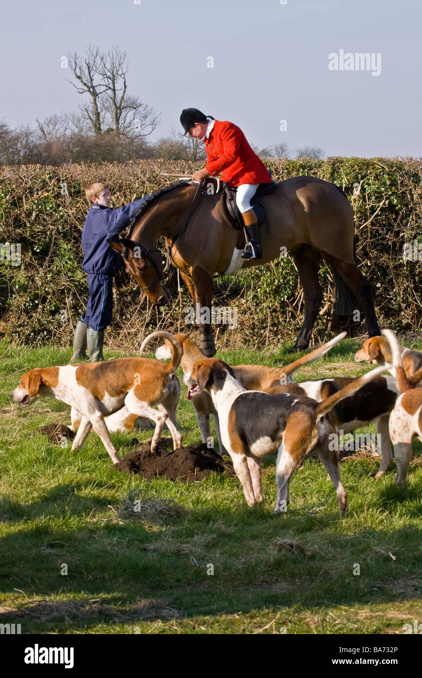 Huntsman and hounds with the Atherstone Hunt Stock Photo - Alamy