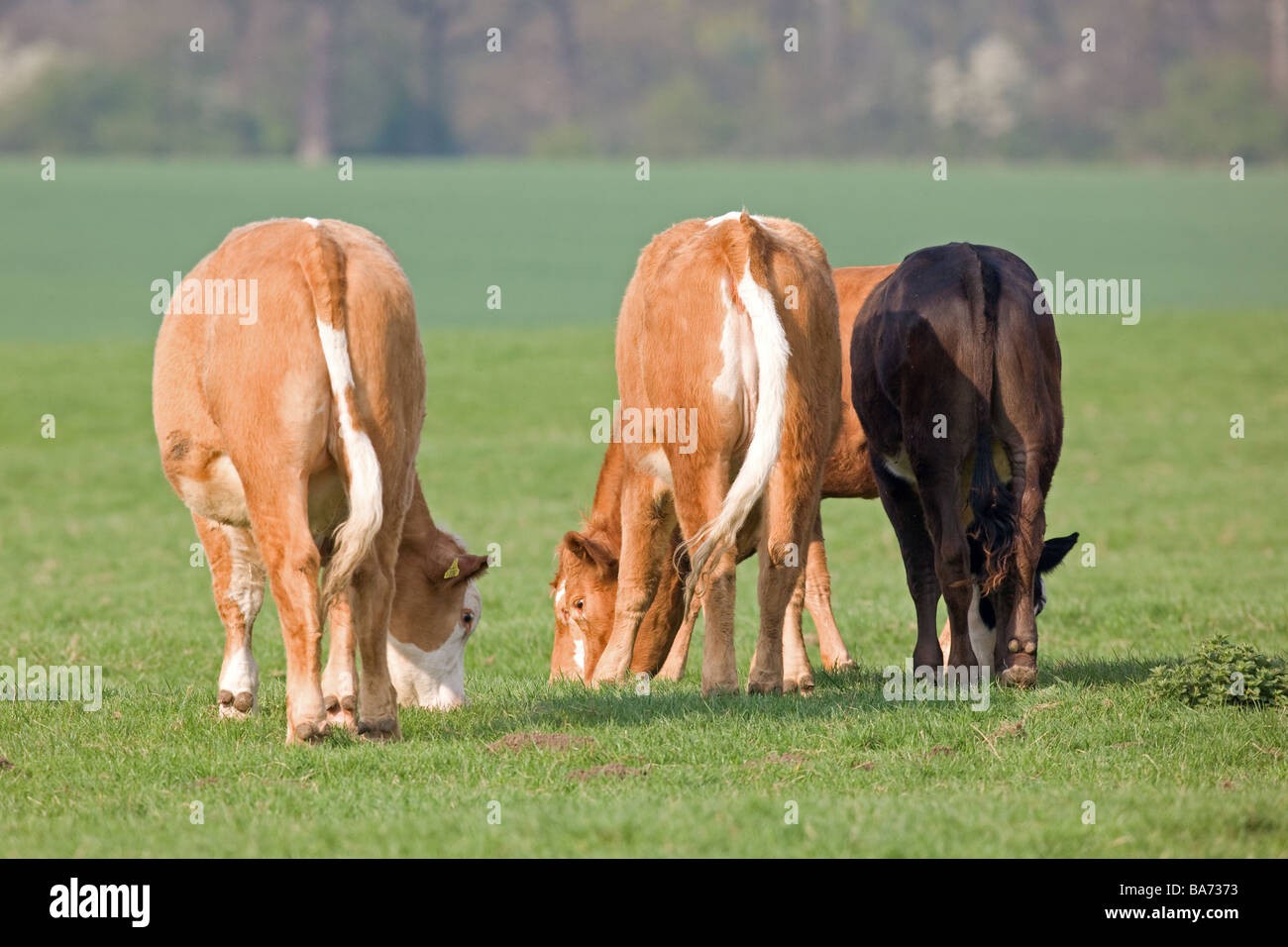 Young Beef Cattle On Spring Grass Stock Photo - Alamy
