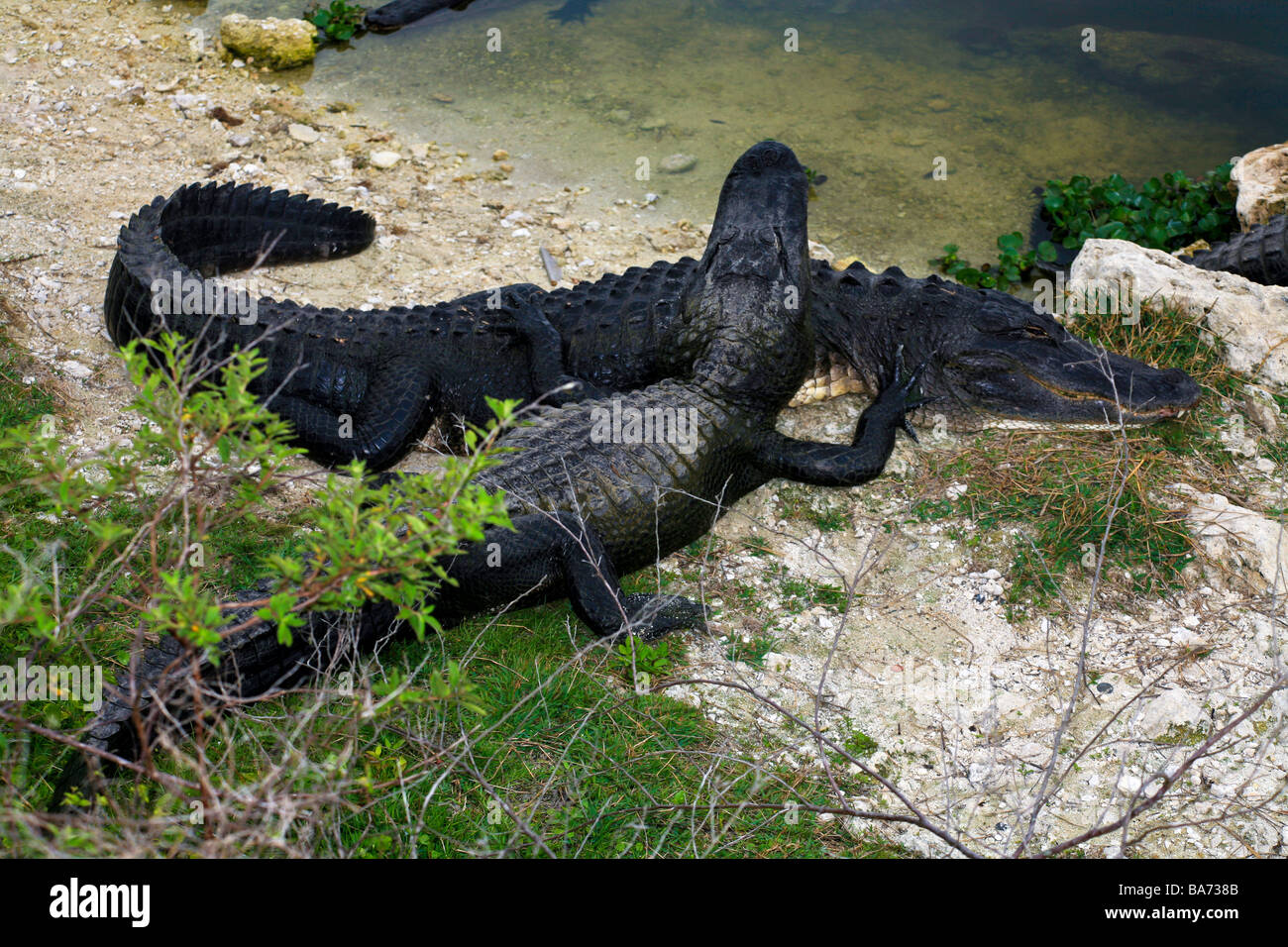 American Alligator in Florida's Everglade National Park, USA,North ...
