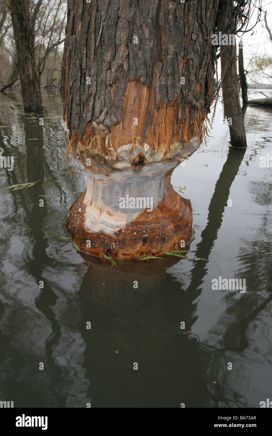 willow tree chewed on by beaver Stock Photo - Alamy