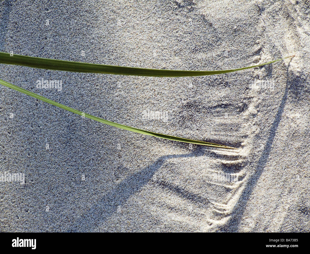 Sand reed close-up detail beach sandy beach patterns structure plants ...
