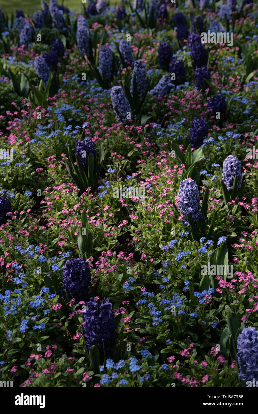 Mass of hyacinths hi-res stock photography and images - Alamy