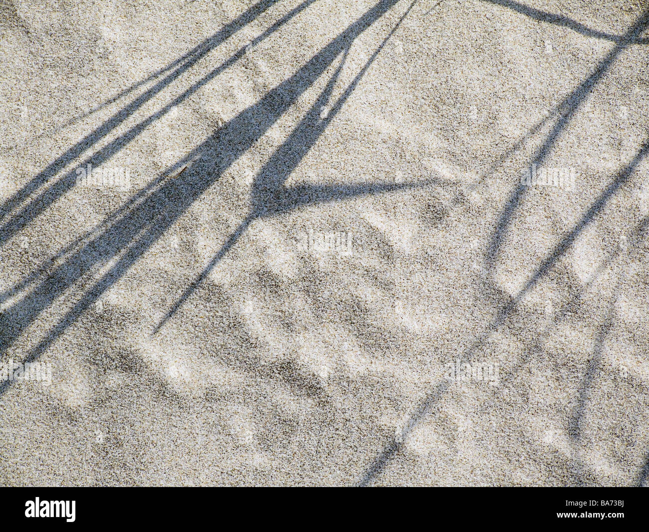 Sand shadows reed close-up detail beach sandy beach silhouette plants ...