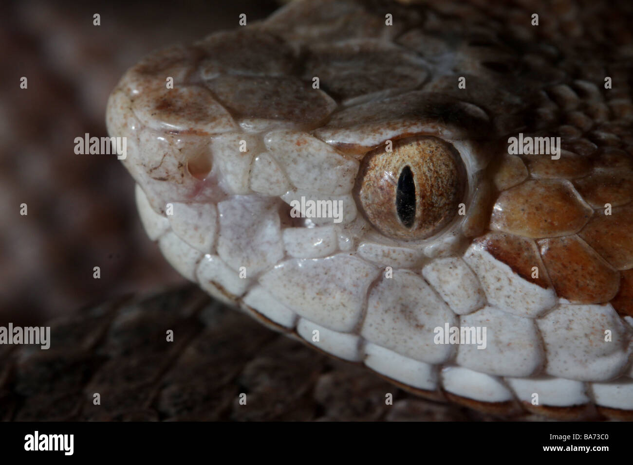 Copperhead Snake Eyes