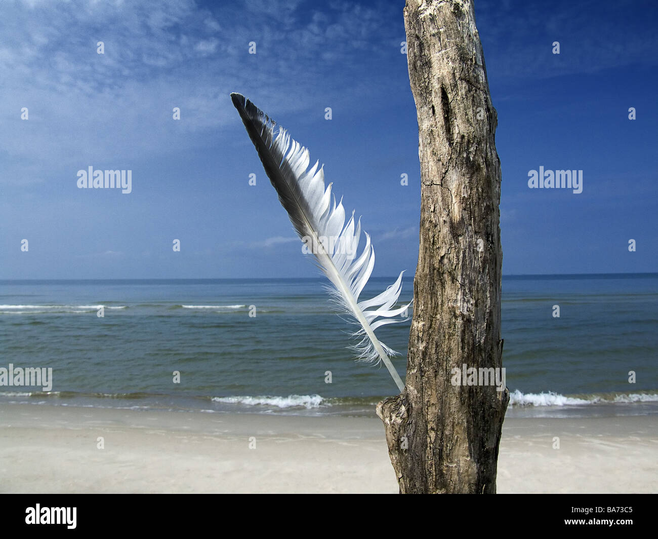 Sea beach wood-post feather quietly life sandy beach coast nature wood ...