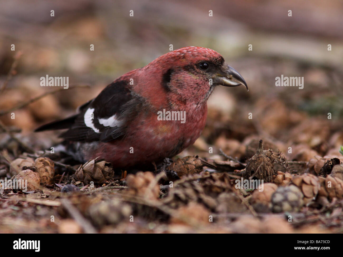 White winged crossbill hi-res stock photography and images - Alamy