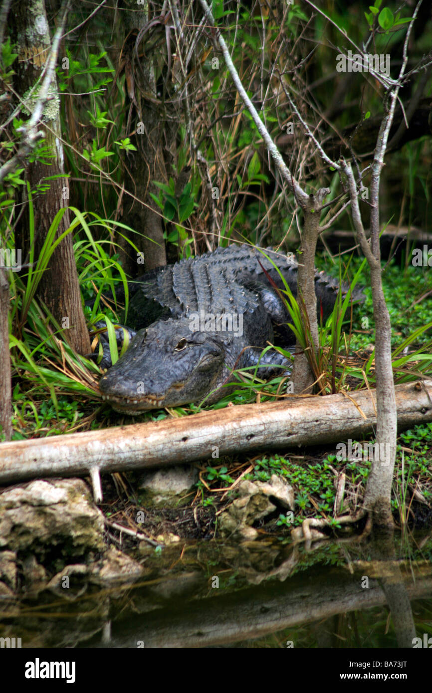 Alligator everglades ibis hi-res stock photography and images - Alamy