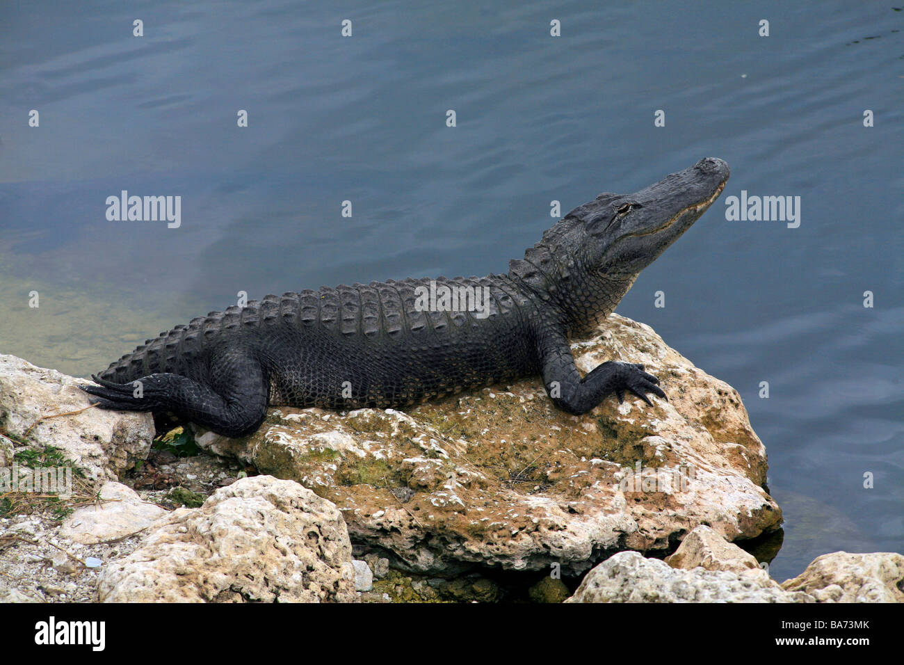 American Alligator in Florida's Everglade National Park, USA,North ...