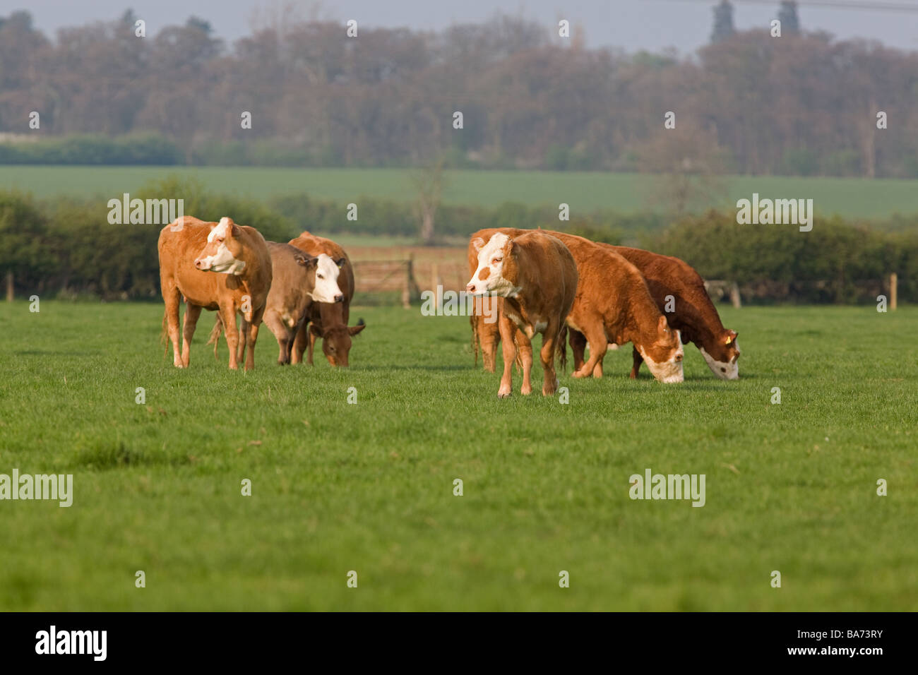 Young Beef Cattle On Spring Grass Stock Photo - Alamy