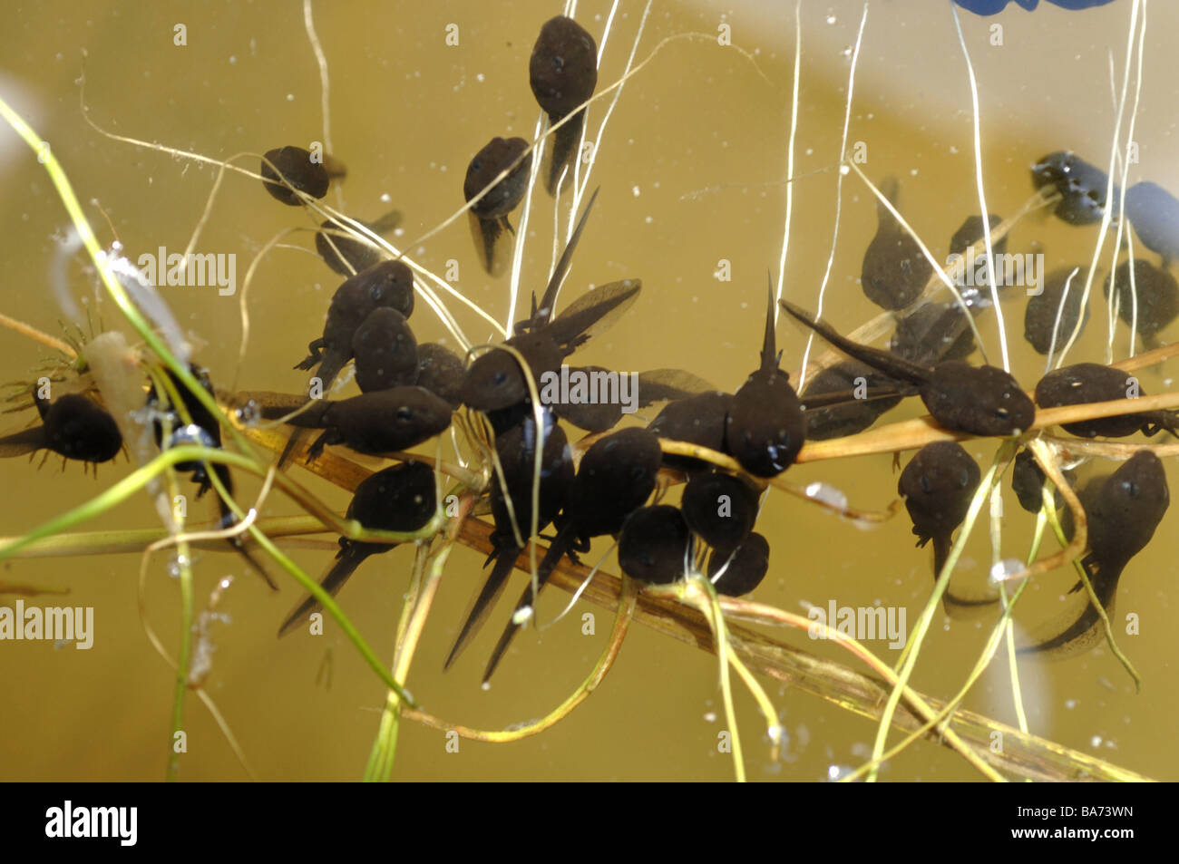 Water tadpoles from above waters animals amphibians amphibians frog-amphibians Ranidae frogs ...