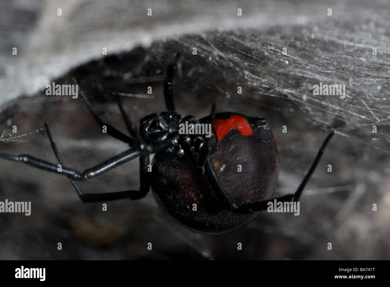 Black Widow Spider Web
