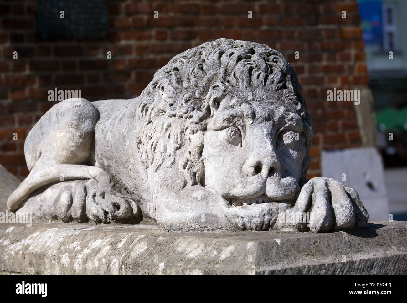 Bottom of a lion hi-res stock photography and images - Alamy