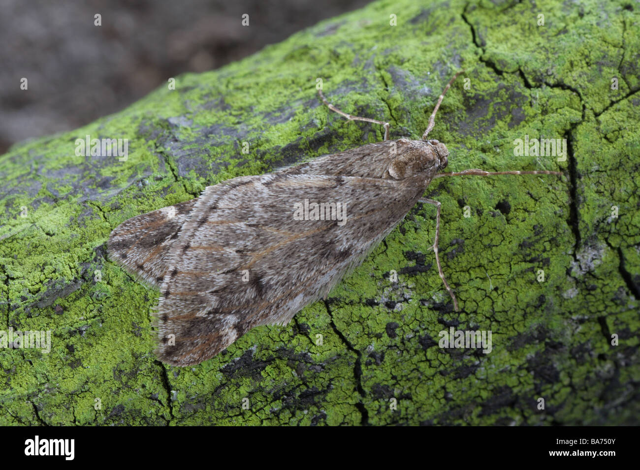 March Moth - Alsophila aescularia Stock Photo - Alamy