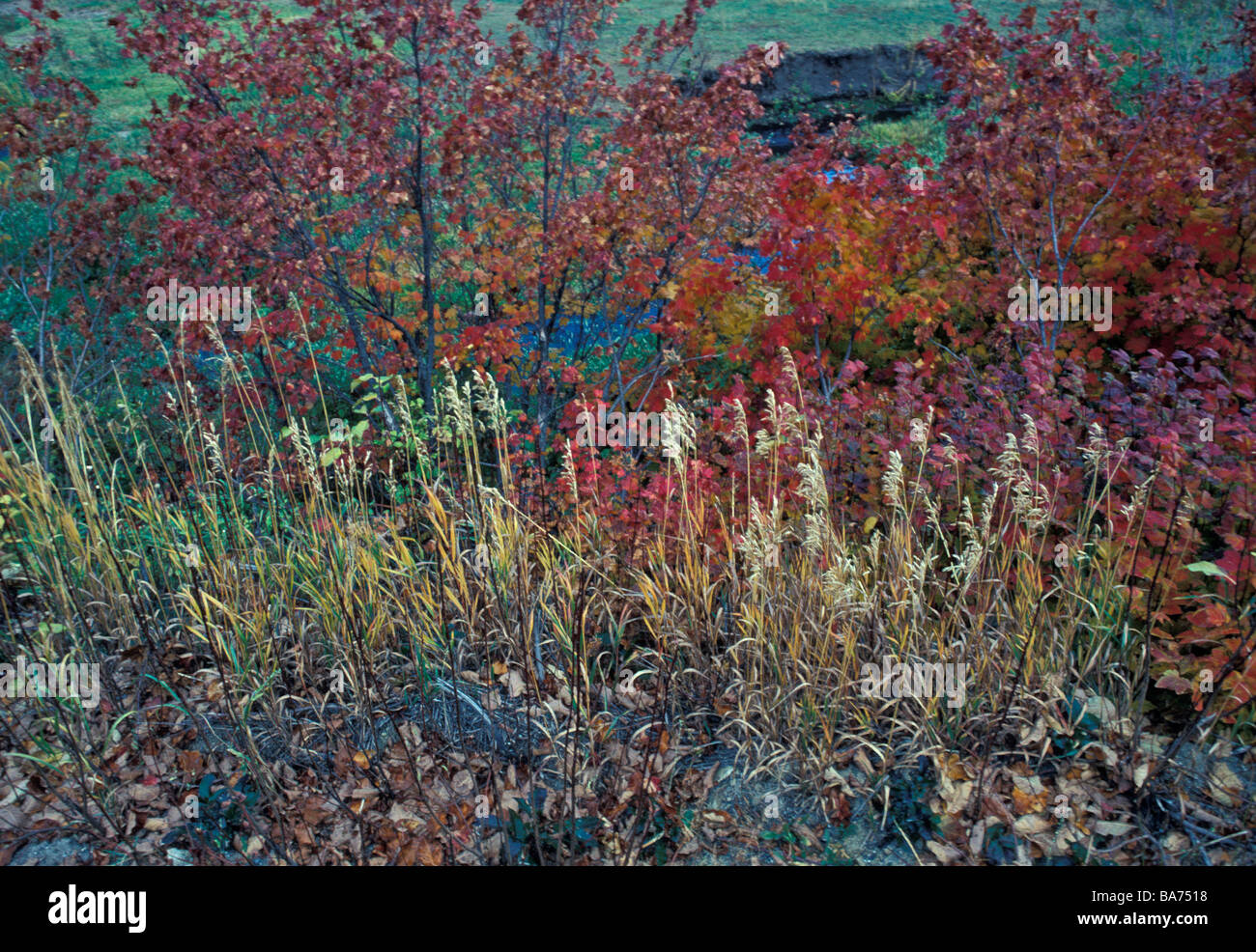 Thicket in Chumstick Creek in autumn Stock Photo - Alamy