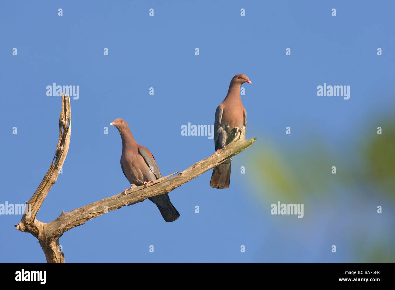 Red billed dove hi-res stock photography and images - Alamy