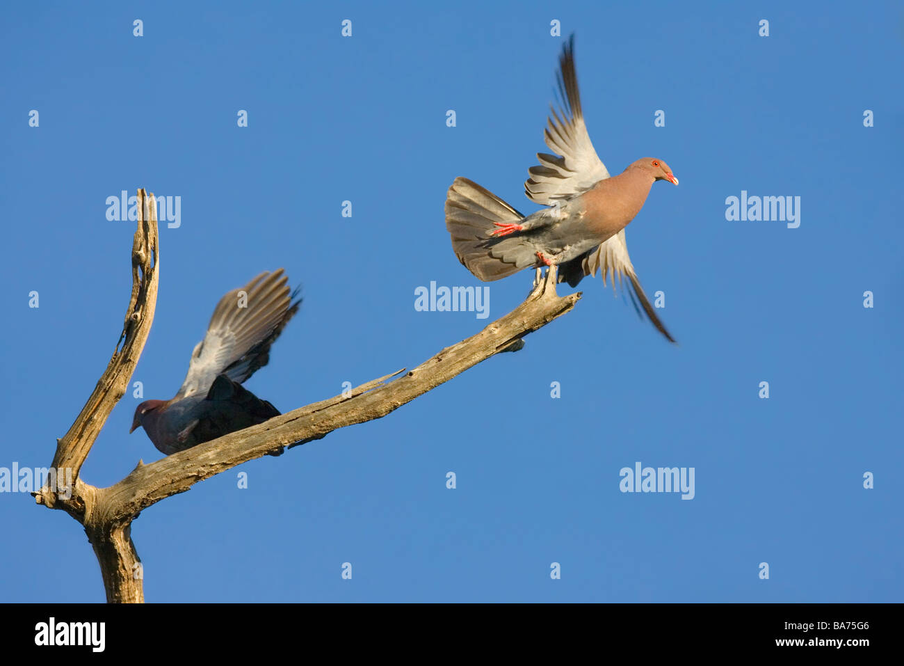 Red billed dove hi-res stock photography and images - Alamy