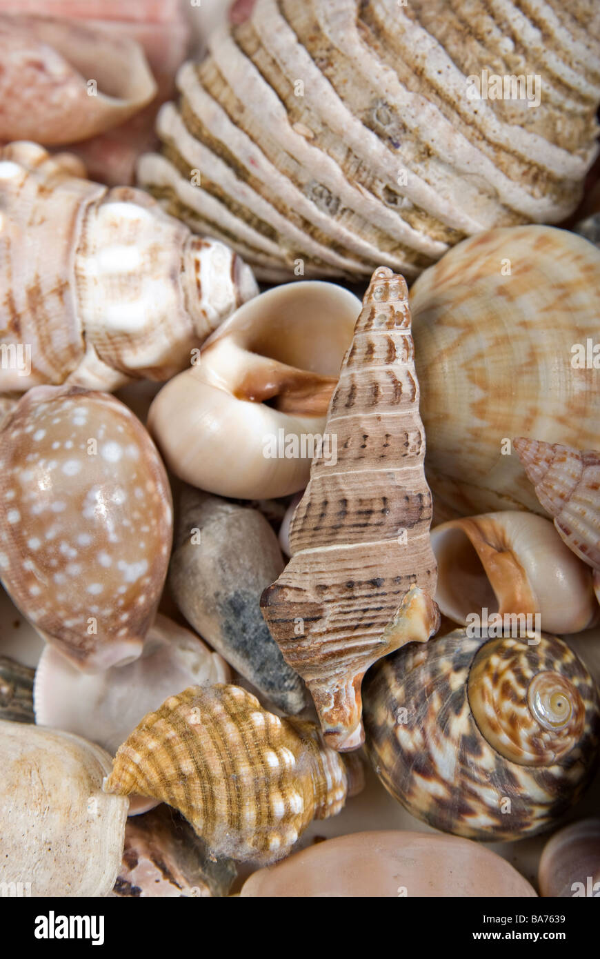 great image of seashells at the beach Stock Photo - Alamy