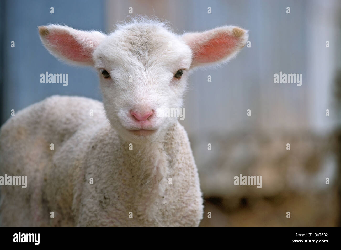 Young farm sheep hi-res stock photography and images - Alamy