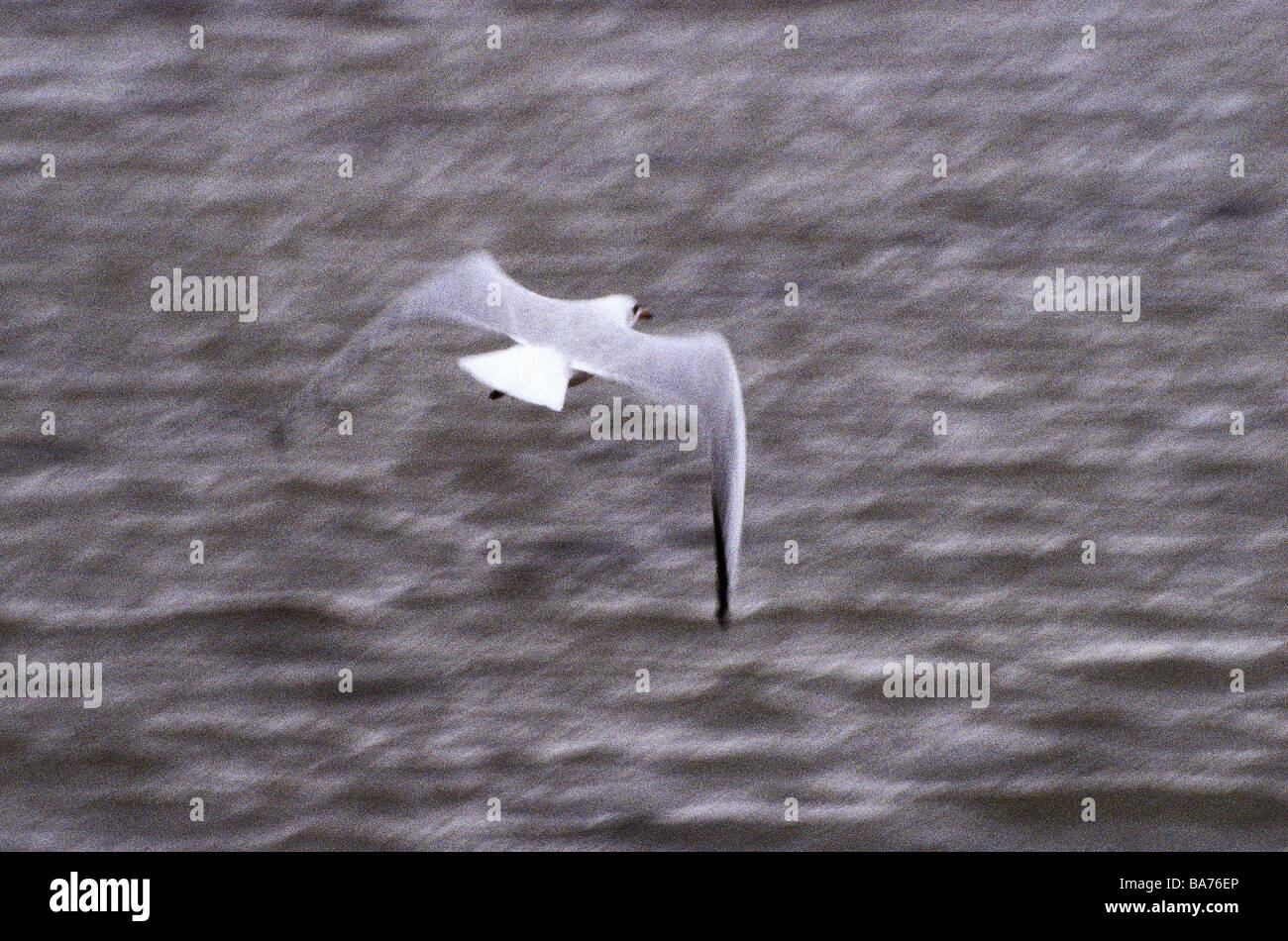 Tern sternums spec. Flight water-surface waterfowl bird seabird swallow ...