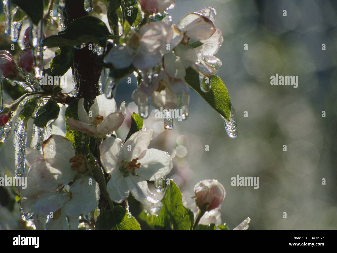 Apple tree blooms ice cold frost seasons detail nature plants ...