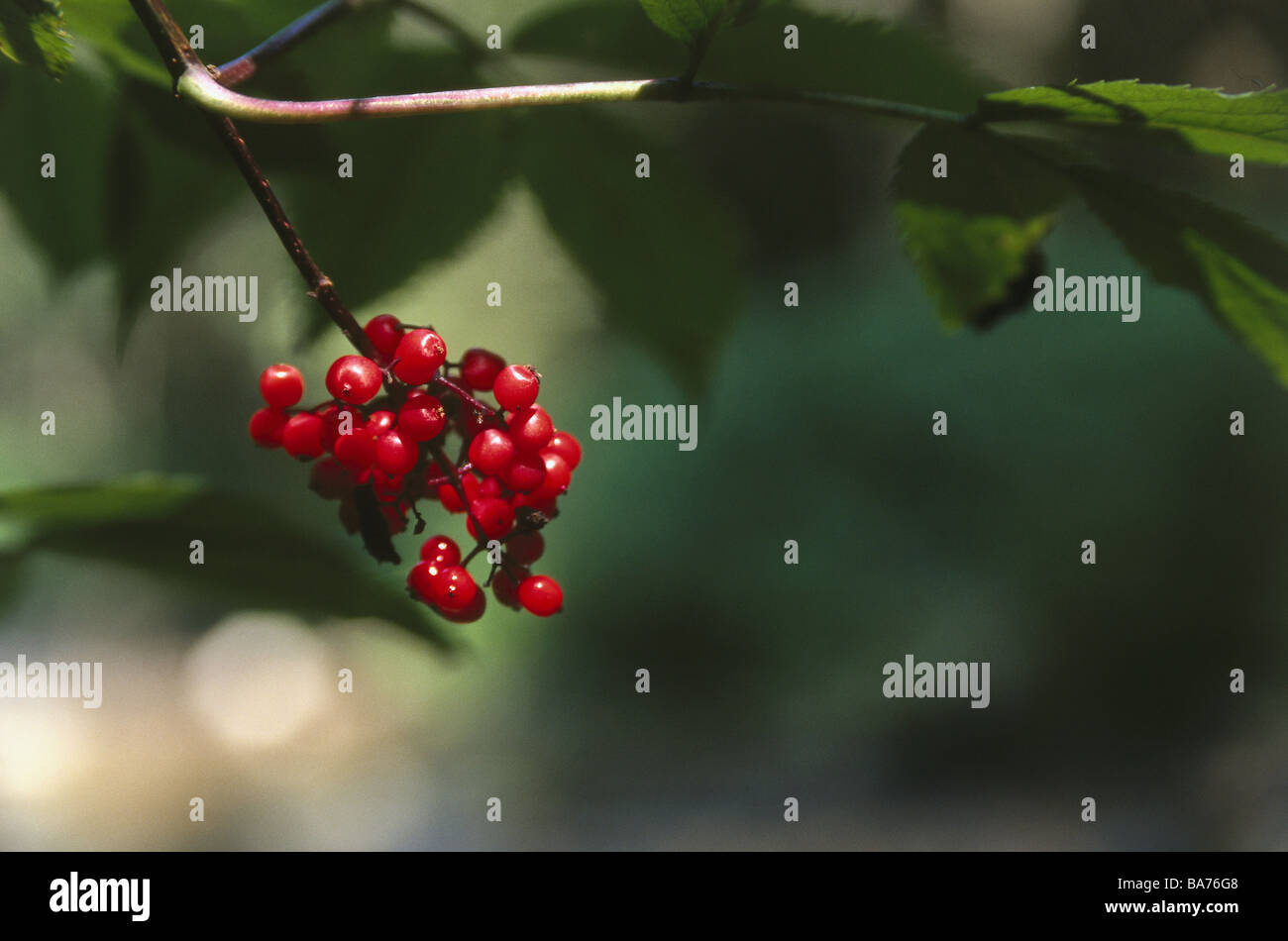 Branch berries red shrub tree bird-berries boar-ash Sorbus aucuparia ...
