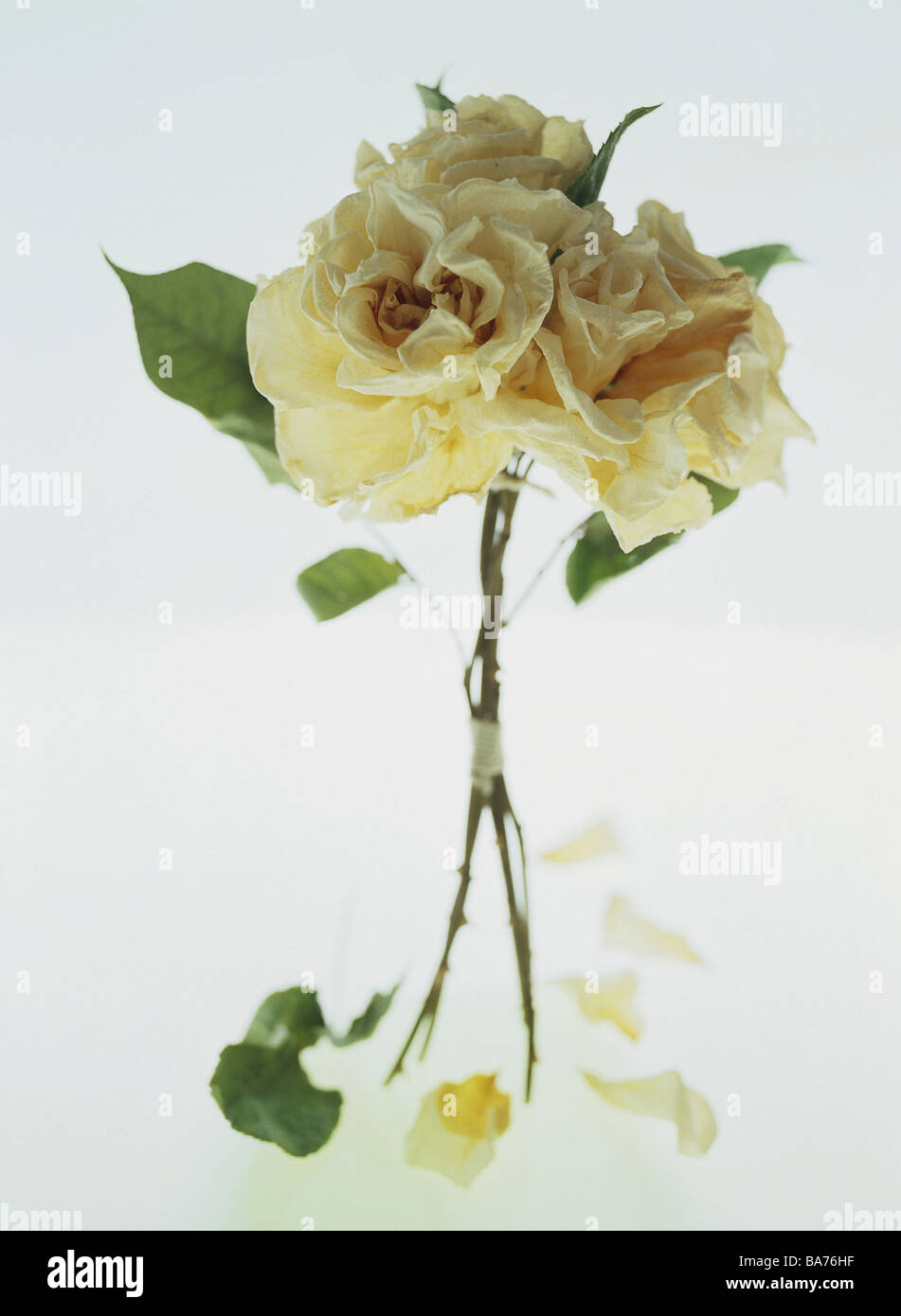 Roses white dry wilted free-plates flowers flower-bouquet rose-bouquet ...