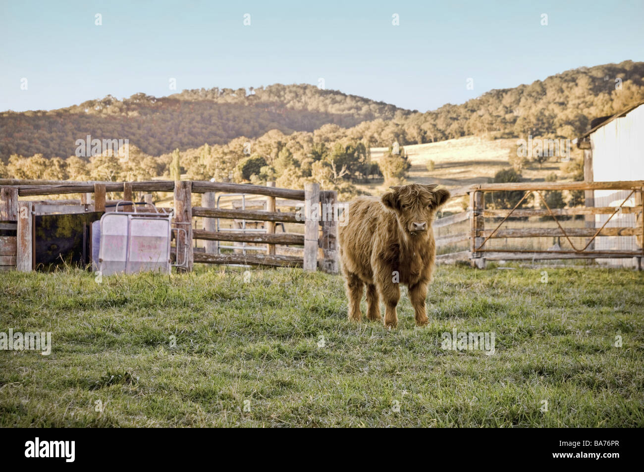 Highland Cow Image High Resolution Stock Photography and Images - Alamy