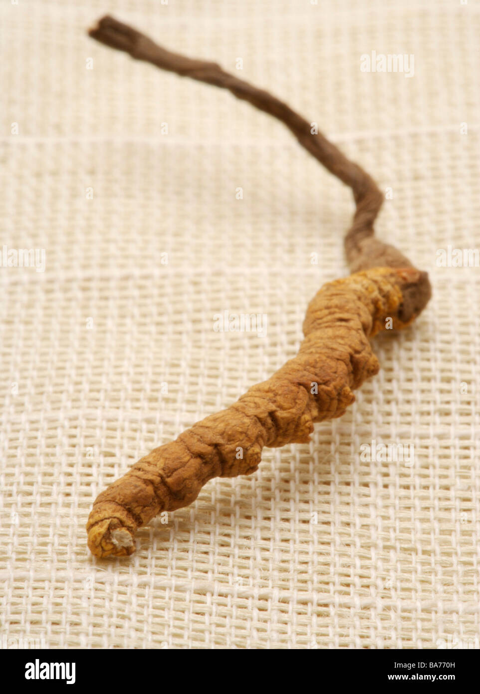Chinese Caterpillar Fungus Stock Photo - Alamy