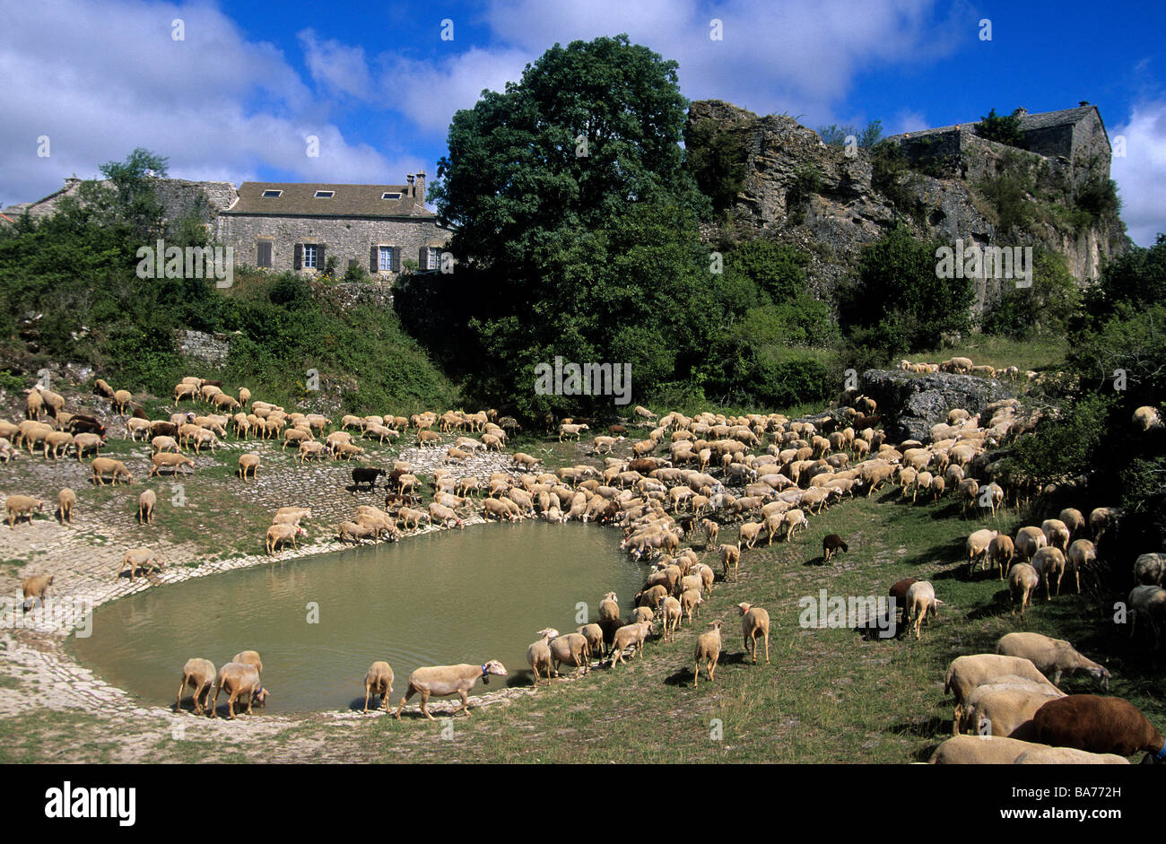 France, Aveyron, La Couvertoirade, Templar City of Larzac, ewes flock ...